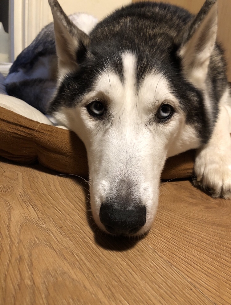Living with a dog with MMM – The Yorkshire Mum